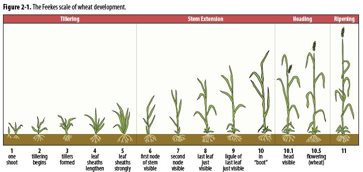 Rutgers Master Gardeners of Burlington County IPM Blog: May 2013