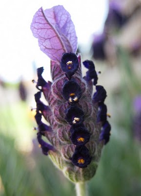 Jom Tanam Bunga: Bunga Aneh Binti Pelik