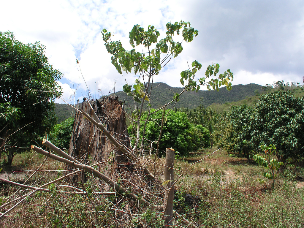 kaingin - philippin news collections