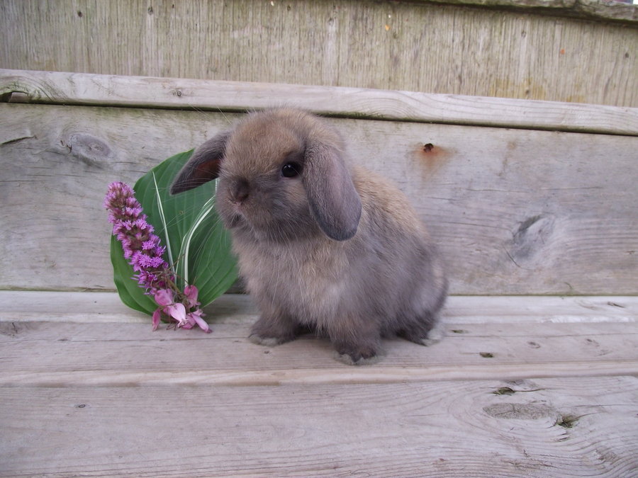 Ovnoliki Mali kunići- pitomi, dragi, veseli, inteligentni-Mali ...