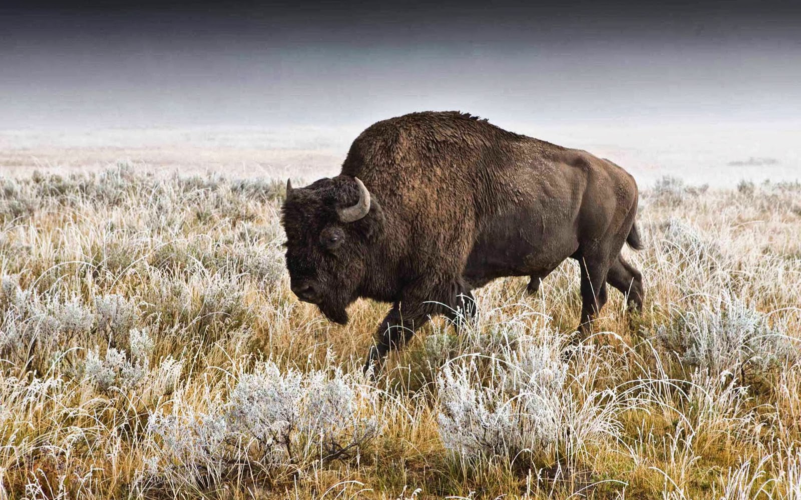 Buffaloes Wallpaper - Top HD Wallpapers