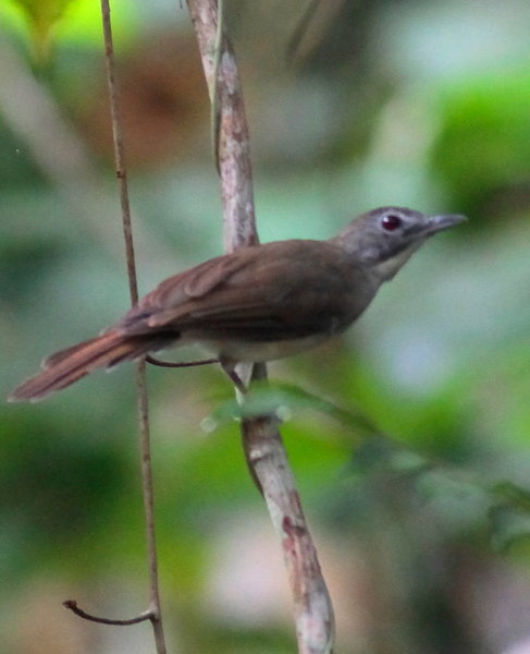 Mike is the name Birding is the game ( Birding in Malaysia - Malaysian ...