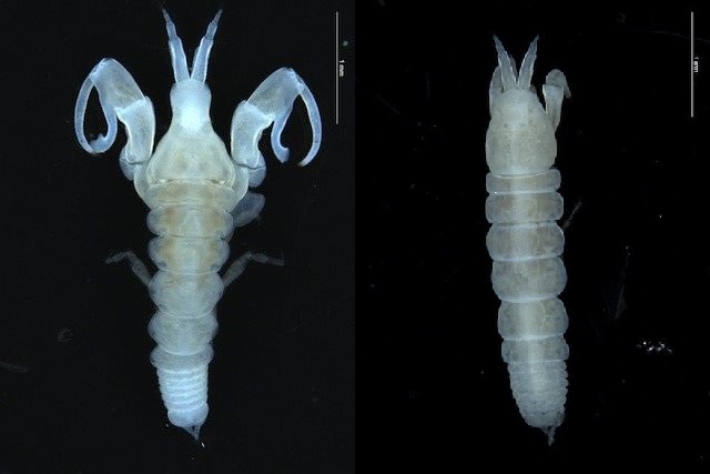 Real Monstrosities: Tanaid