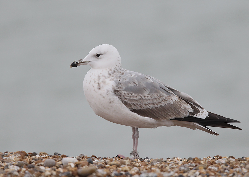 Richard Smith - Birdwatching Days Out: 2x CASPIAN GULL, 1st winter ...