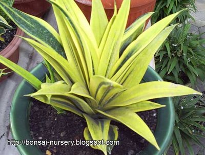 PESONA ALAM INDAH: SANSIVERA