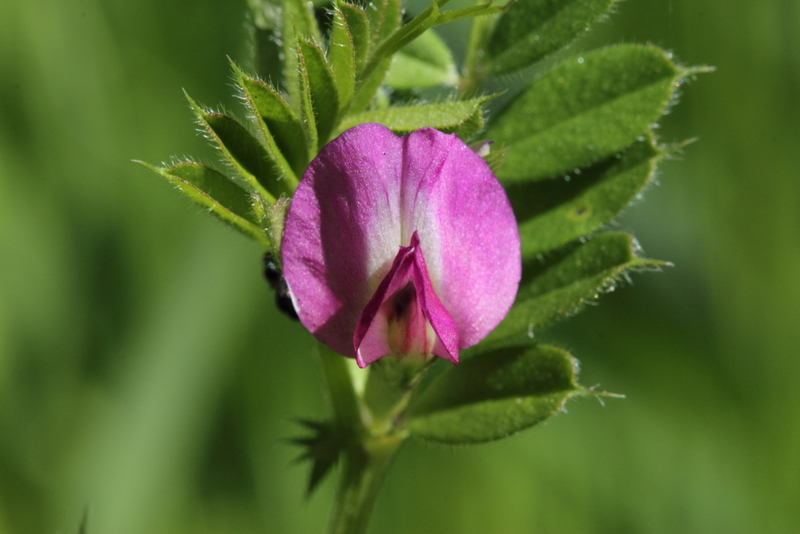 Montrose's Wild Garden: Grasses,Ferns,Groundcovers & Climbers