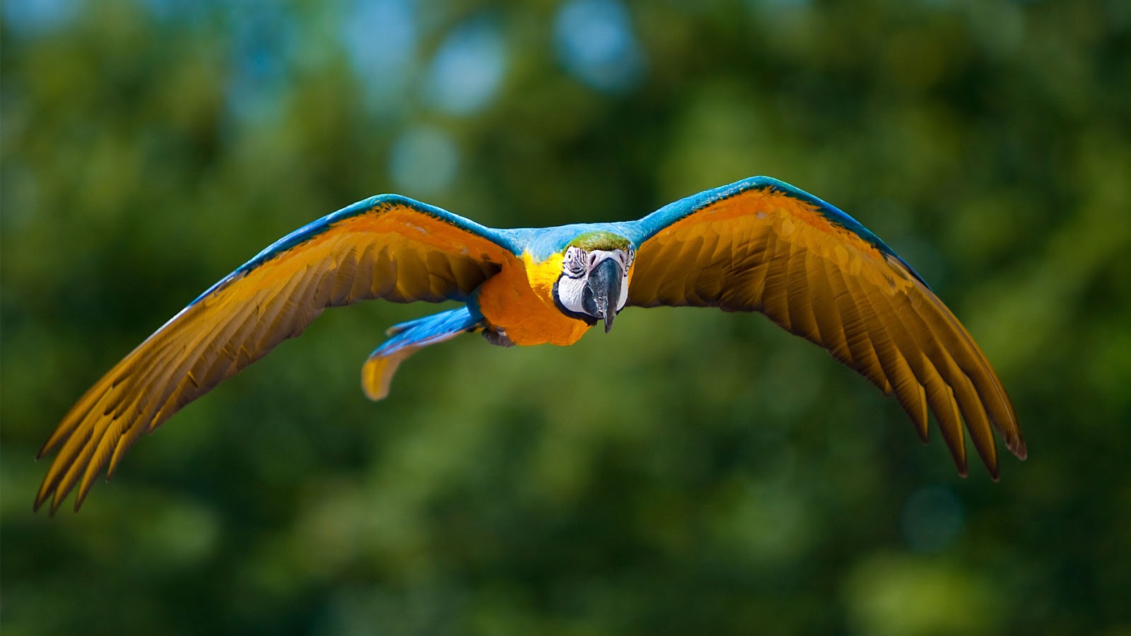 Macaw Parrot | HD Wallpapers (High Definition) | Free Background