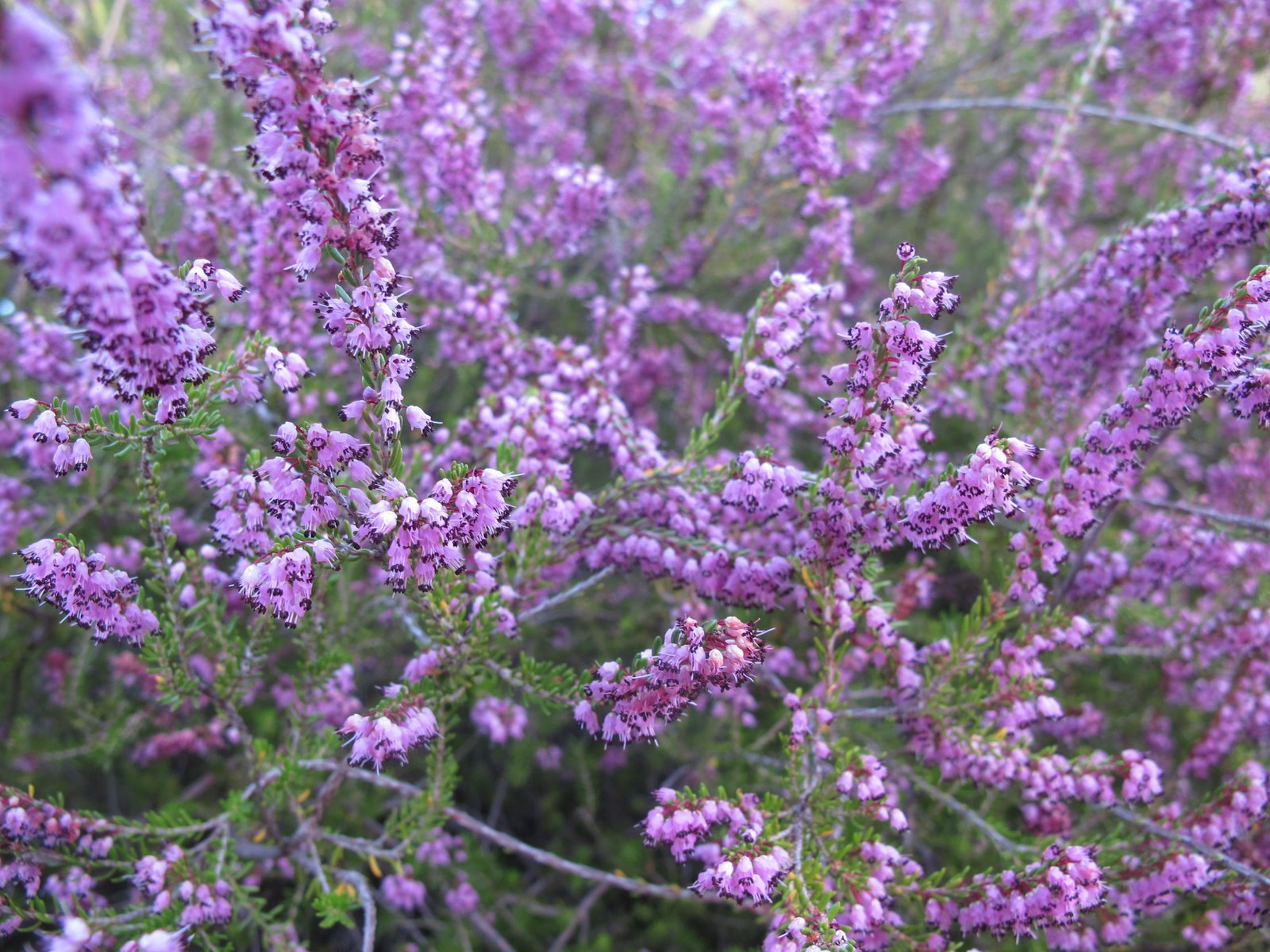 FLORA NEL SALENTO e.. anche altrove: Erica forskalii Vitm. = E ...