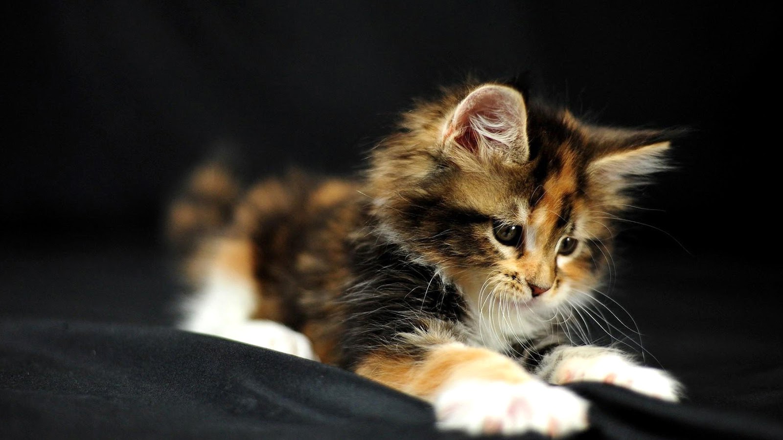 Awesome Images of Cute Baby Cats ~ Funky Pics World