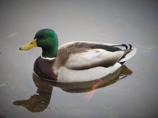 Maynard Life Outdoors and Hidden History of Maynard: Berries, Red ...