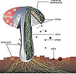 Mushrooms: General Characteristics of Fungi