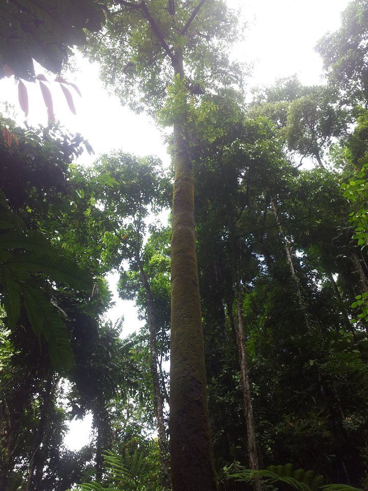 Mountain Climbing in Mt. Diwata - All Things Bright and Beautiful