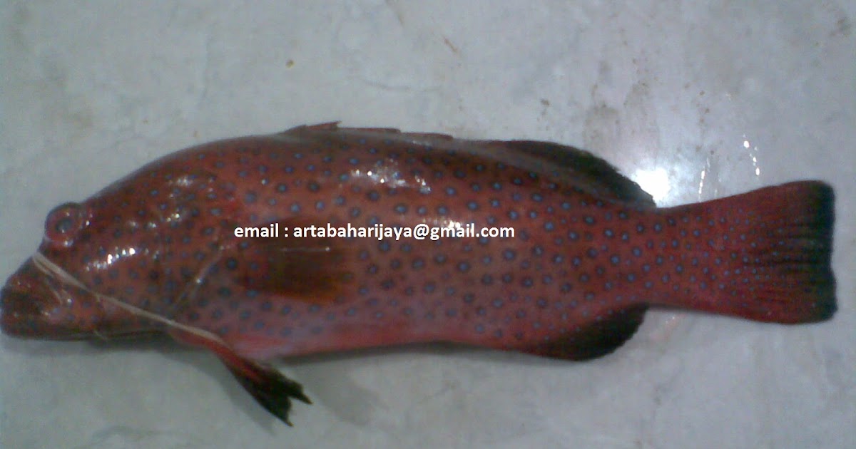 IKAN EXPOR: IKAN SUNU PAPPA BINTIK BULAT