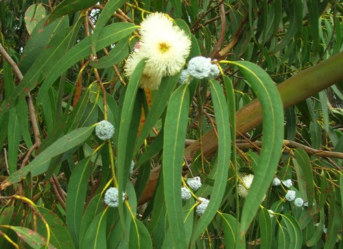 ZonaBenessere: I FUMENTI O SUFFUMIGI PER IL RAFFREDDORE