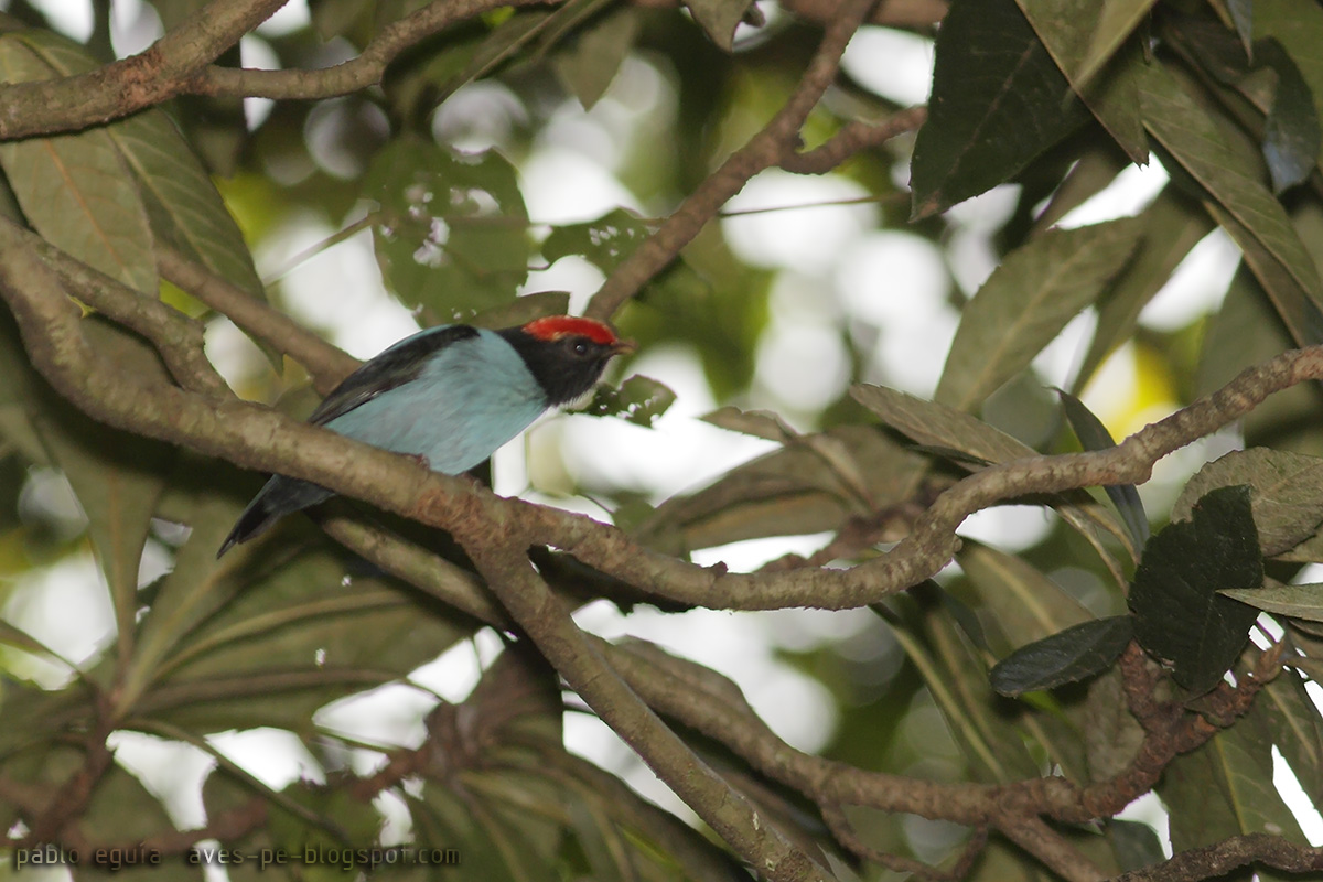 mis fotos de aves: Chiroxiphia caudata Bailarín Azul Blue Manakin