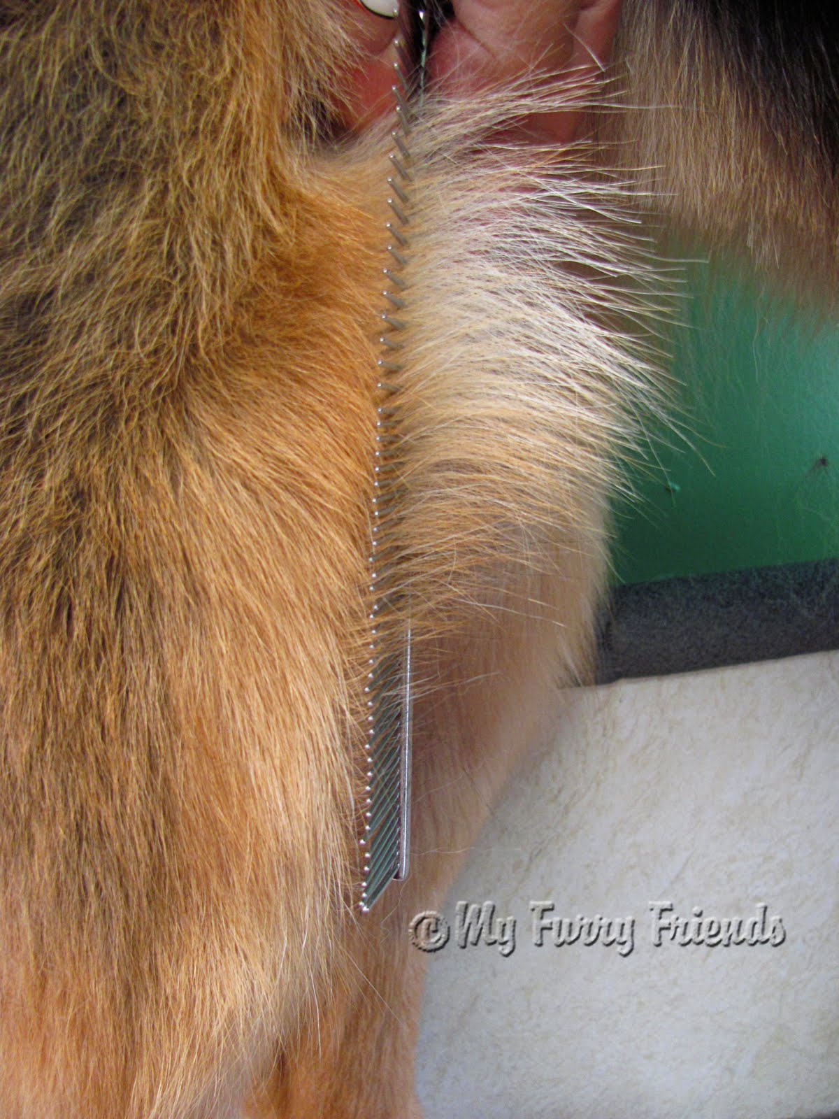 Pet Grooming: The Good, The Bad, & The Furry: Grooming a Shepard Mix