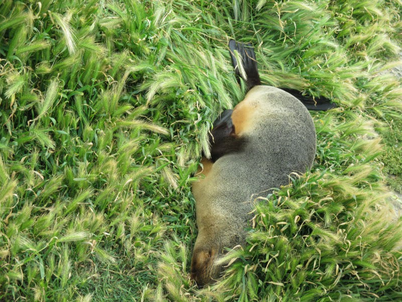 Neuseeland: Rohan (bzw. "MacKenzie Country")
