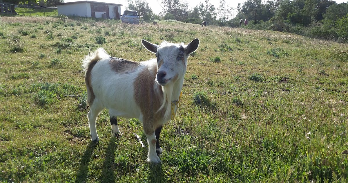 Life on the Farm: New Goat