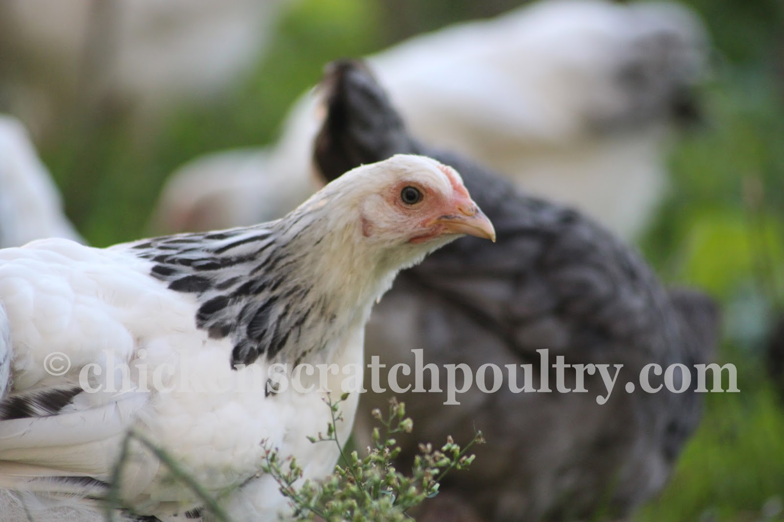 Chicken Scratch Poultry: Searching For The Perfect Poultry - Pullets ...