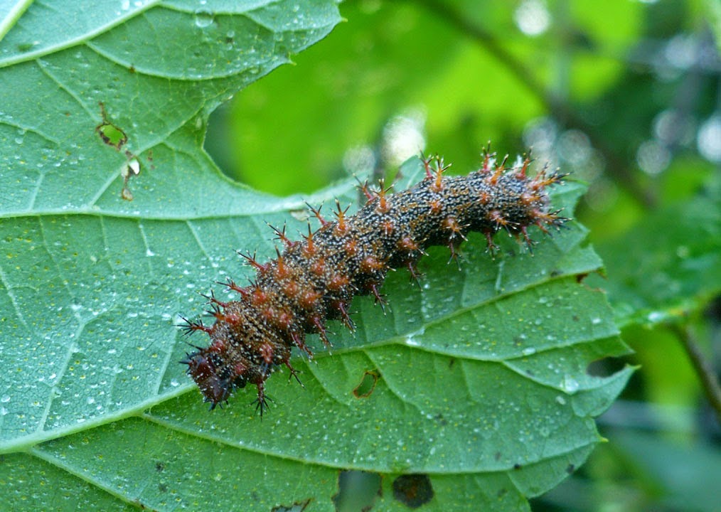 Question Mark Butterfly Caterpillar