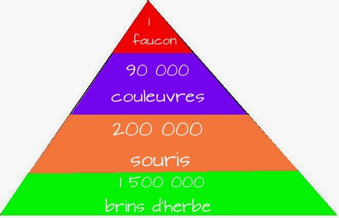 Grade 10 Science : Pyramide de nombres et d'energie