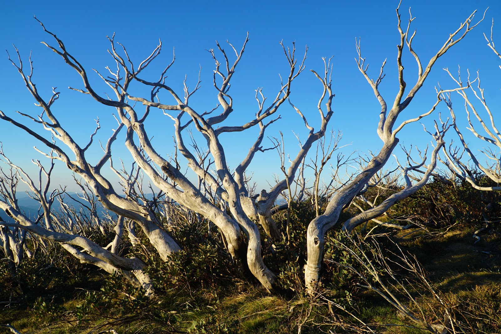 Mt Feathertop via the Razorback (Alpine NP) ~ The Long Way's Better