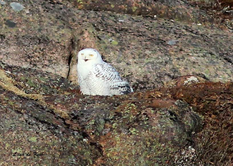 Birding with Lisa de Leon: An Irruption of Snowy Owls
