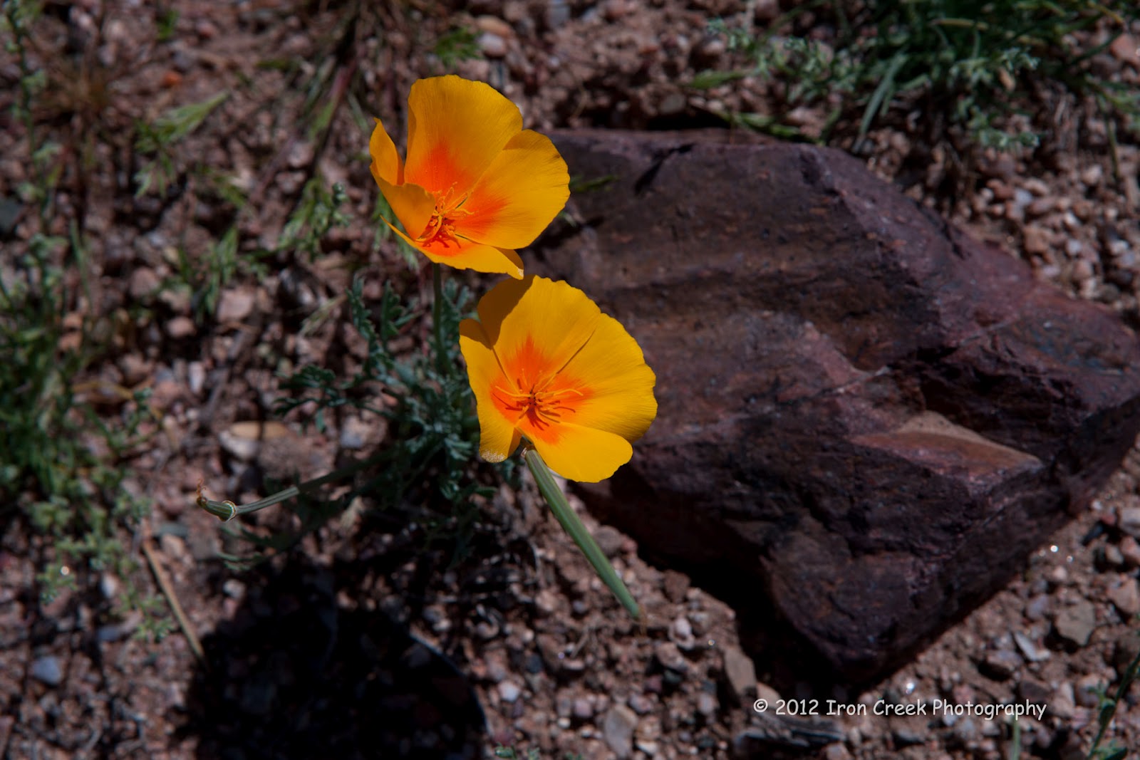 Iron Creek Photography®: Arizona Poppies