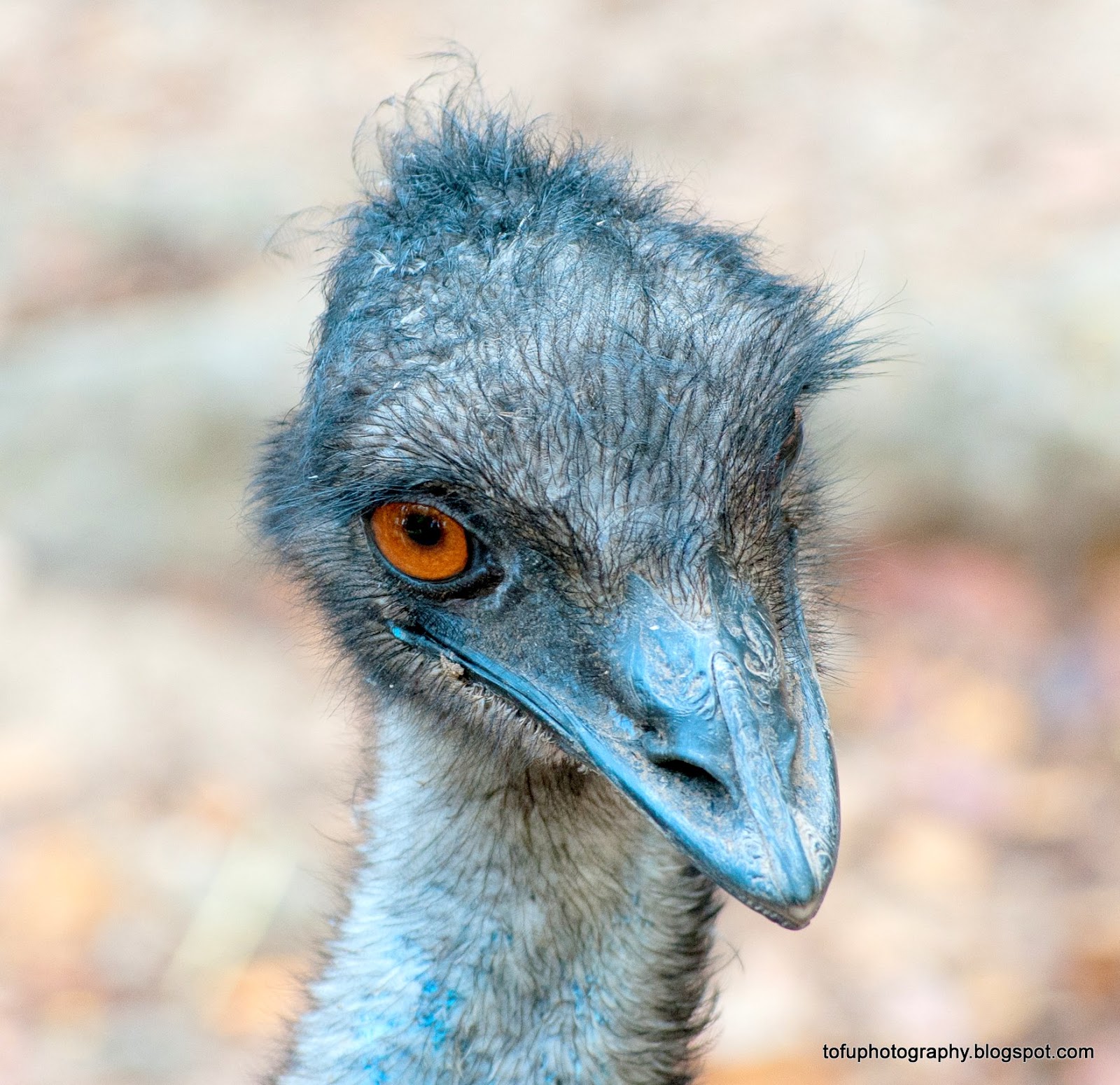 Tofu Photography: Emu bird