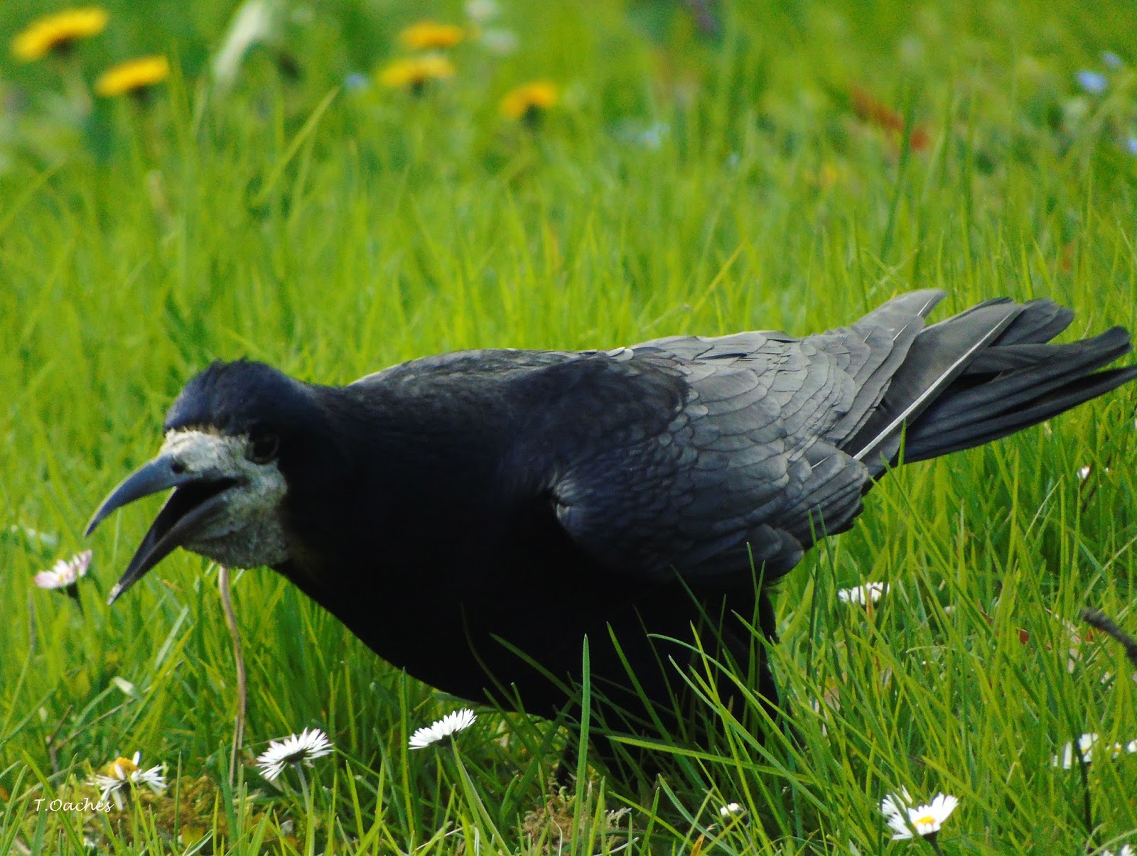PASARI DIN ROMANIA: CIOARA DE SEMANATURA, Corvus frugilegus