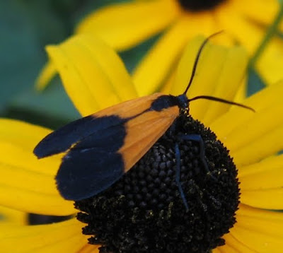 Tangled Web: An Eclipse of Moths