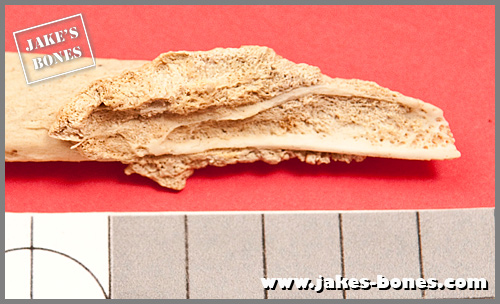 Lisa, my old red deer hind skeleton : Jake's Bones