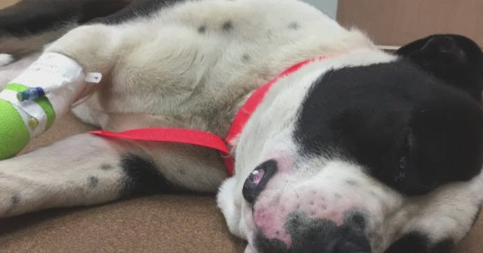 Driver Picks Up A Collapsed Dog On The Road. Then She Looks At His ...