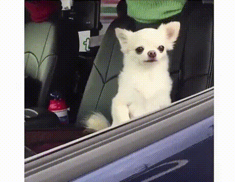 Funny animal gifs - part 270 (10 gifs) | Amazing Creatures
