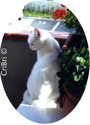 CriBri: Un cucciolo per Natale? Pensiamoci bene prima di regalarlo