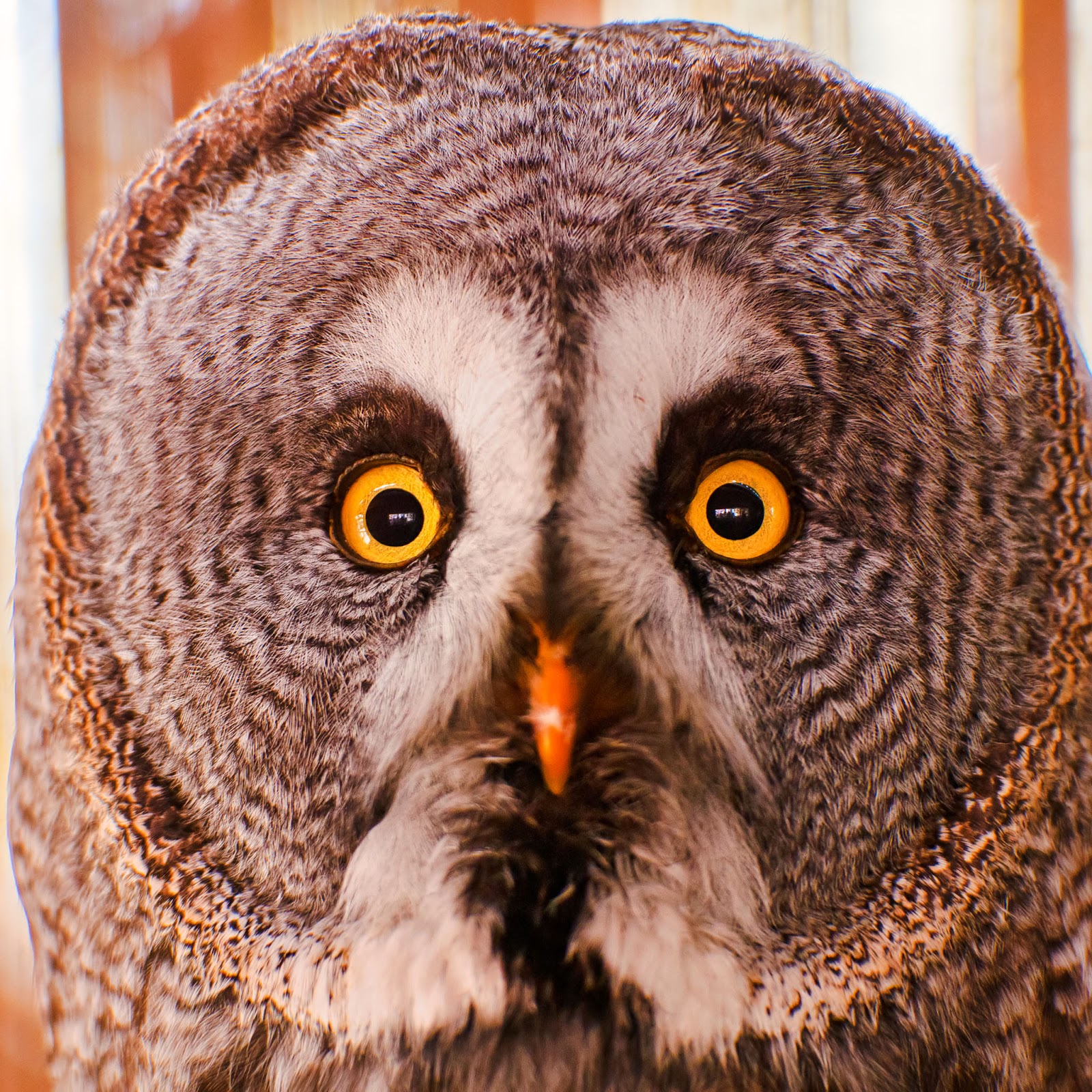 ANIMALS PICTURE: GAMBAR BURUNG HANTU (Owl Bird Pictures)-3