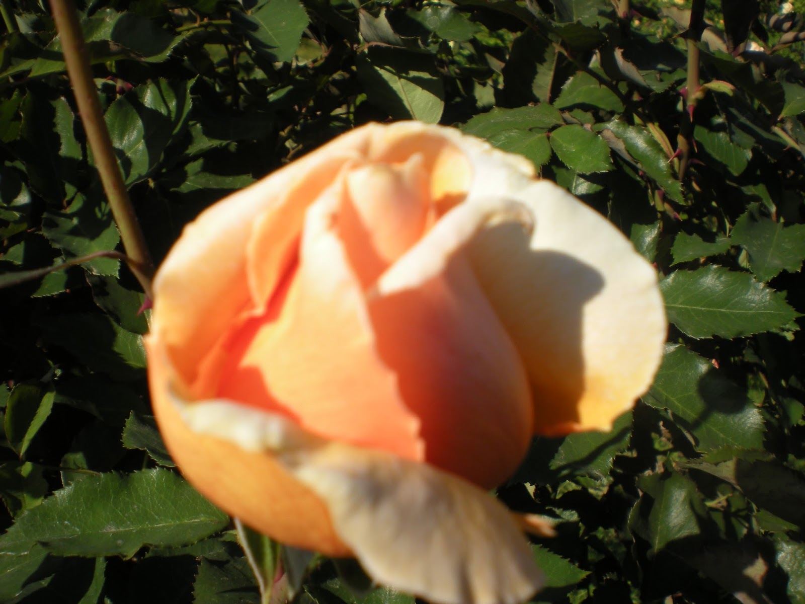 Southern California Gardening: Just Joey Rose