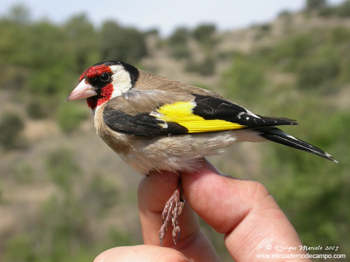 Descobreix els ocells: Observació de la Cadernera,l'Alosa i l'Uraneta