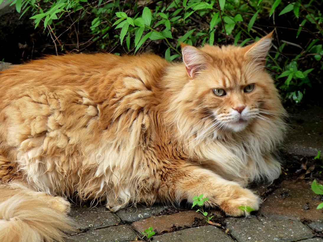 All About Lacocoon Dante: THURSDAY IN THE GARDEN WITH DANTE: THE CATS ...