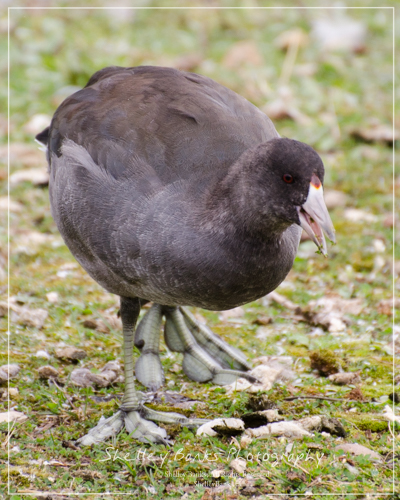 Prairie Nature: American Coot: Big Foot on the Loose in Regina
