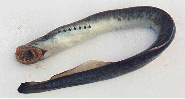 Ciencias de Joseleg: Peces sin mandíbula y la cascada de coagulación