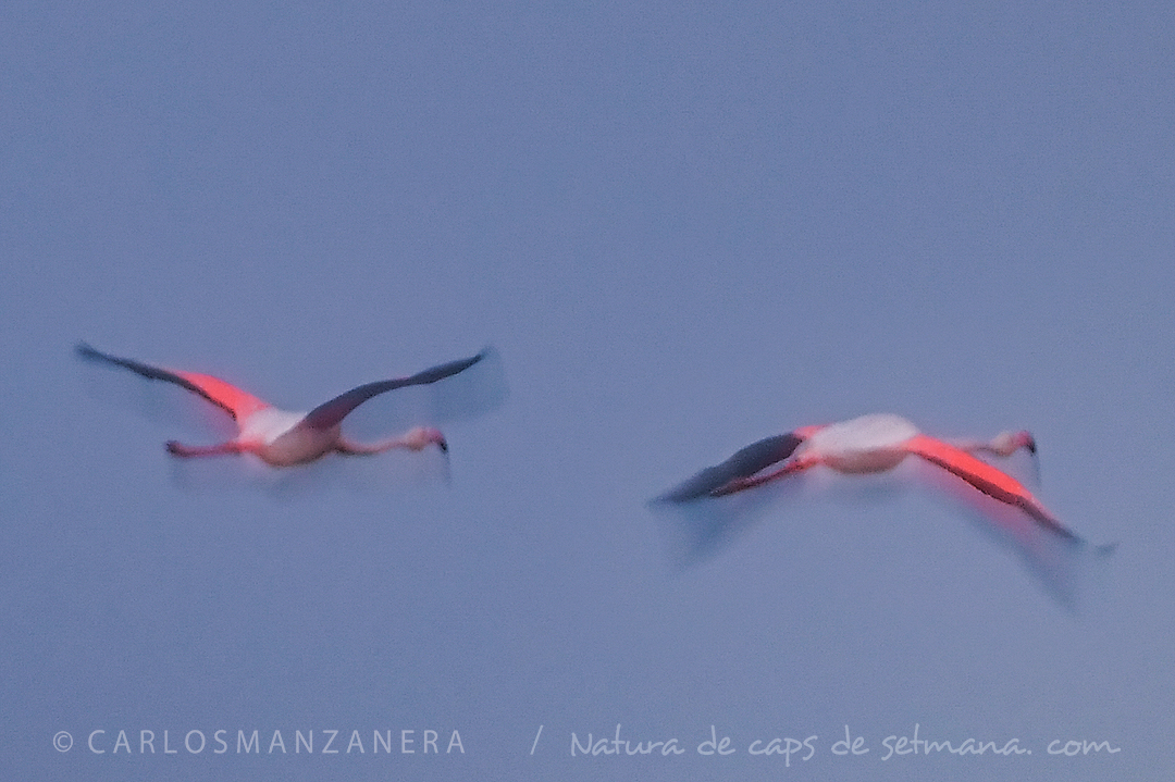Natura de Caps de Setmana: Phoenicopterus roseus