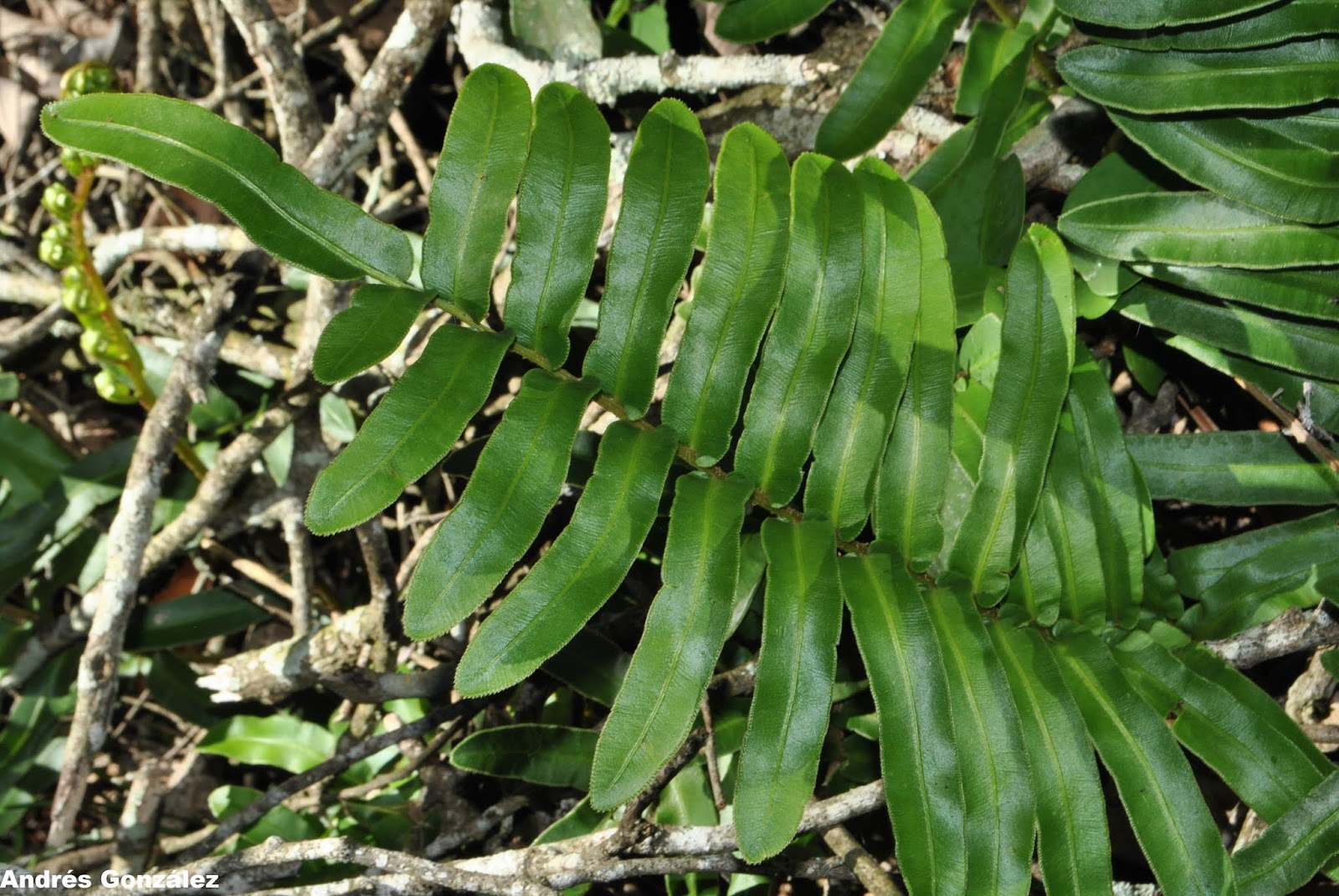 FOTOS DE FLORA NATIVA Y ADVENTICIAS DE URUGUAY : Parablechnum cordatum ...