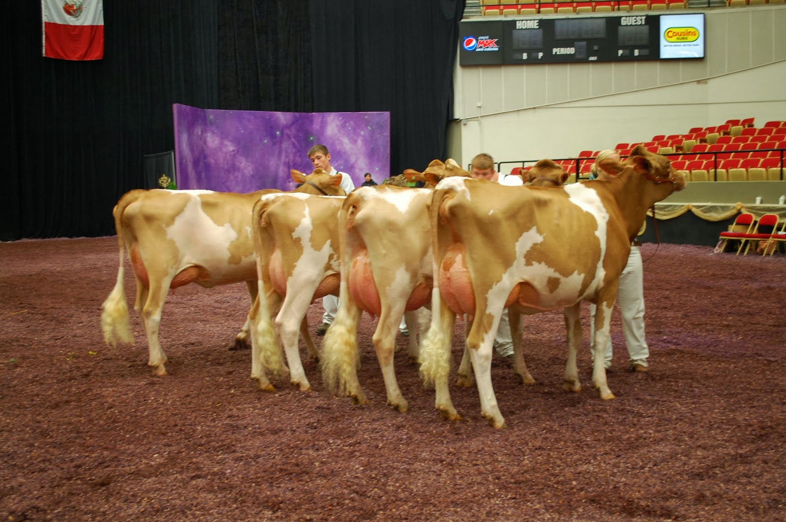 NEWS: NGS-Madison Cow Show
