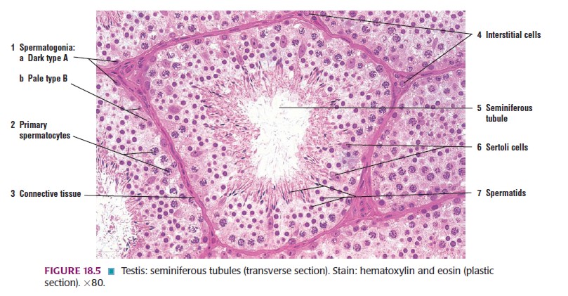 Histologi Sistem Reproduksi Pria | BlogK Putih