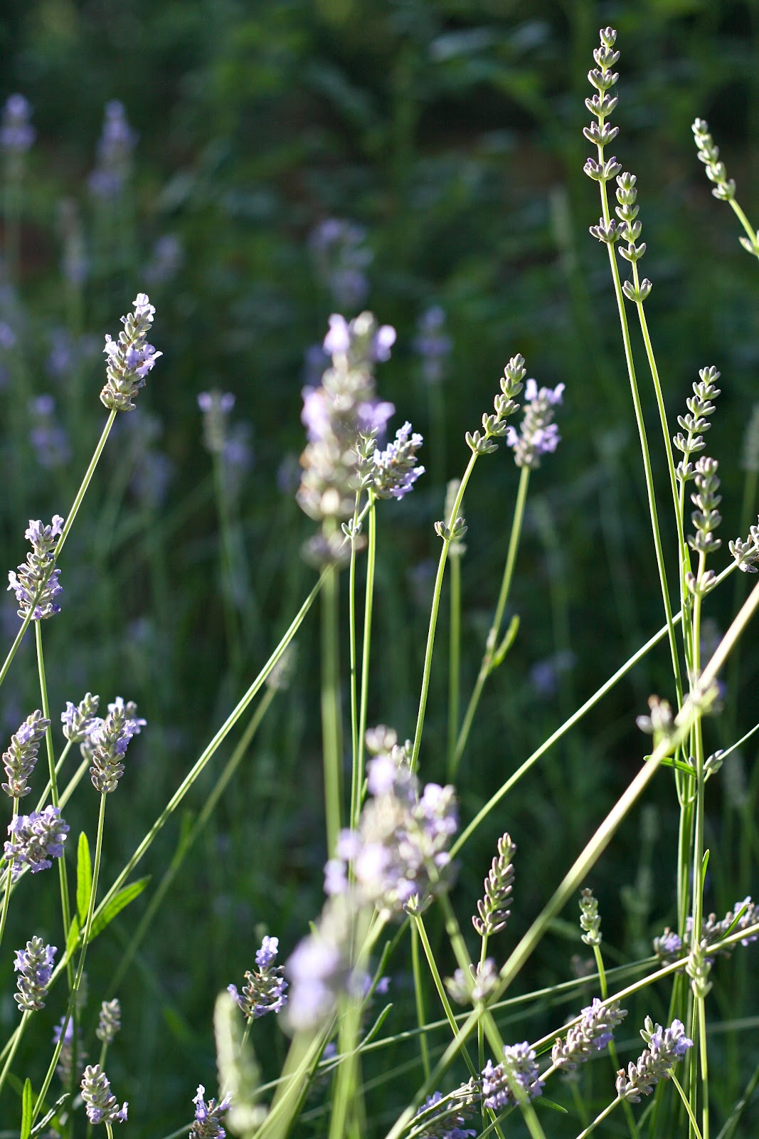 The Polished Pebble: lavender