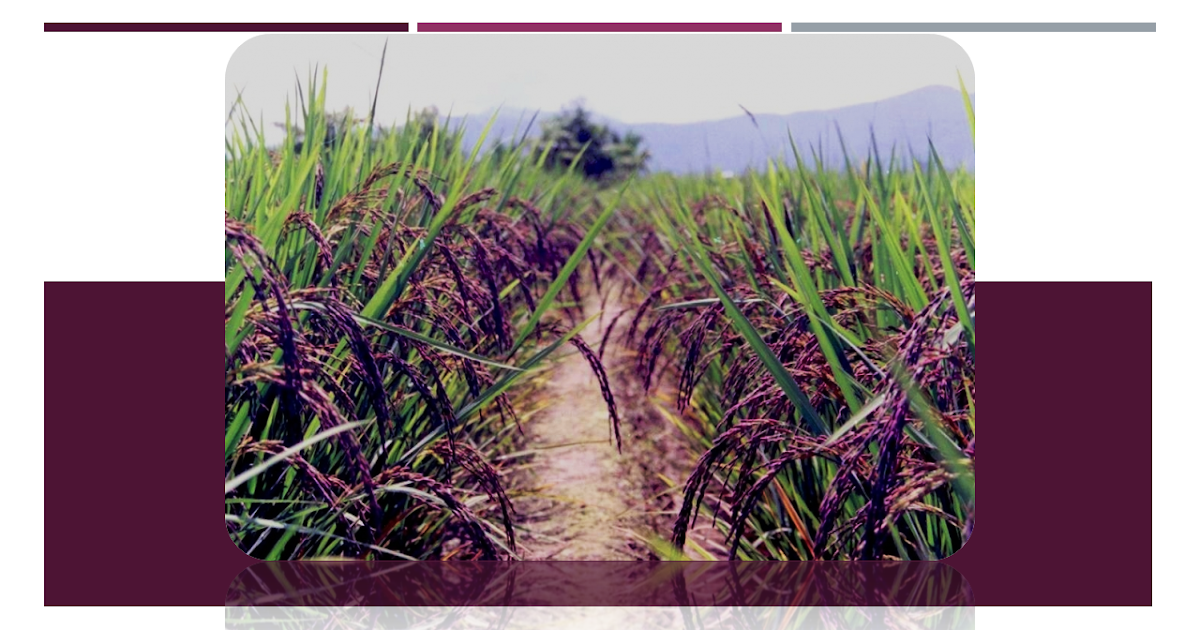 Cara Budidaya Tanaman Padi Beras Hitam | Pusat Informasi Agrobis