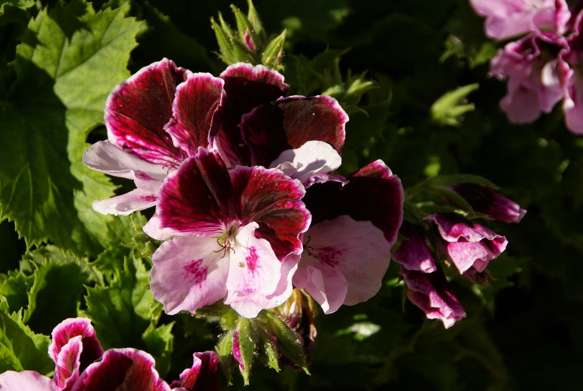 Organic Garden Dreams: More Spring from my Garden