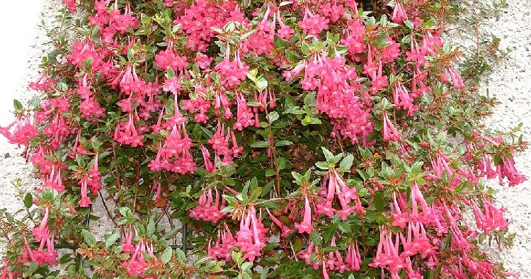 HOW TO PRUNE ABELIA |The Garden of Eaden