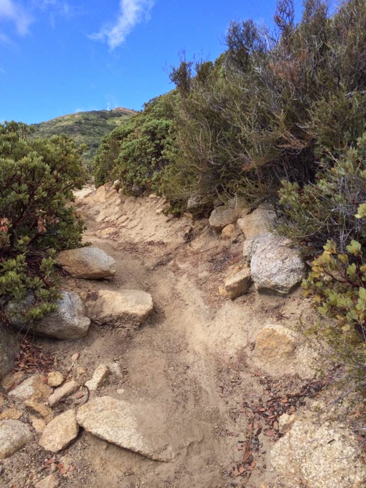 Dianasauries: The Running Misadventures of a Dianasaur: Saddleback ...